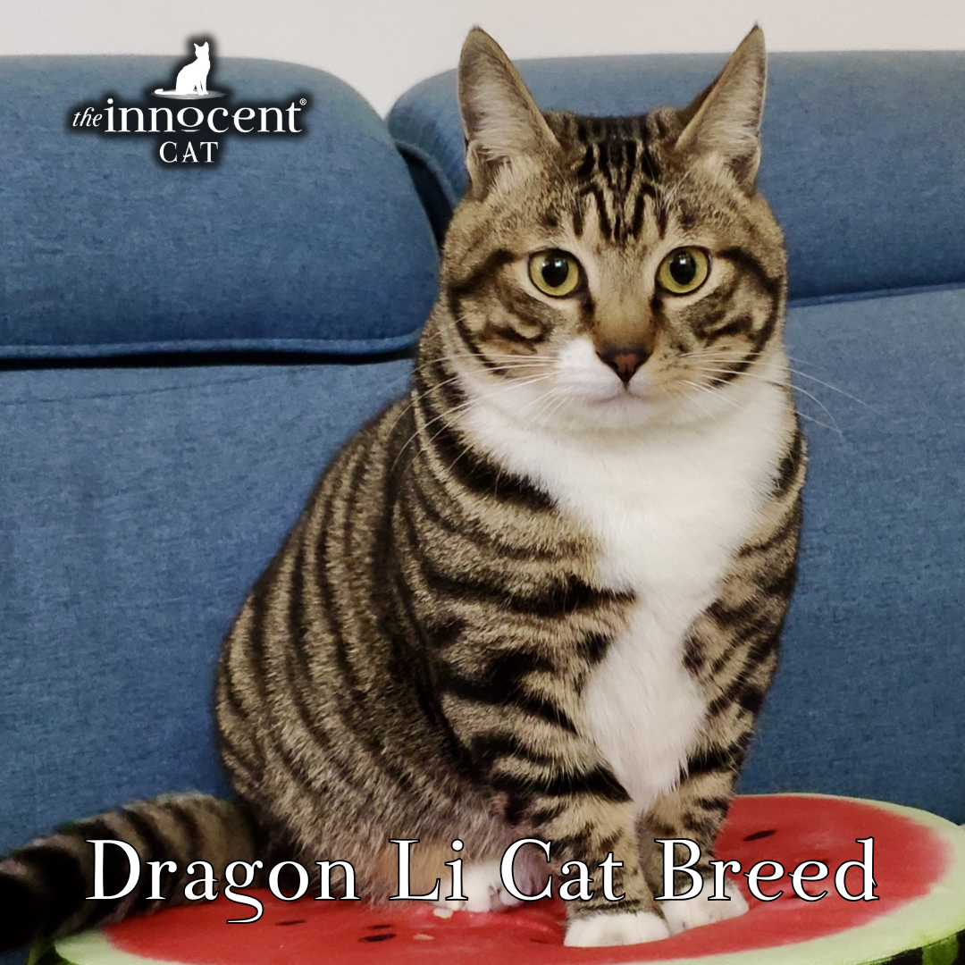 Learn all about the Dragon Li Cat – The Innocent Hound