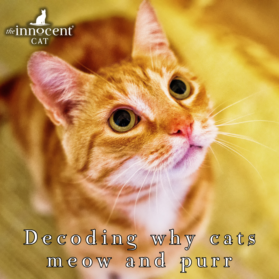 Why Do Cats Purr and Meow? Decoding Your Feline Friend’s Secret Langua – The Innocent Hound