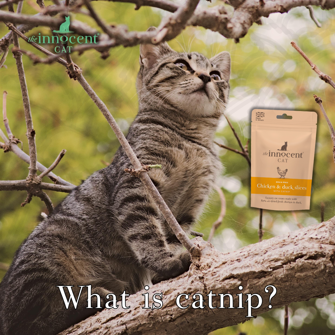 The Ultimate Guide to Catnip: Exploring the Benefits of Catnip – The Innocent Hound