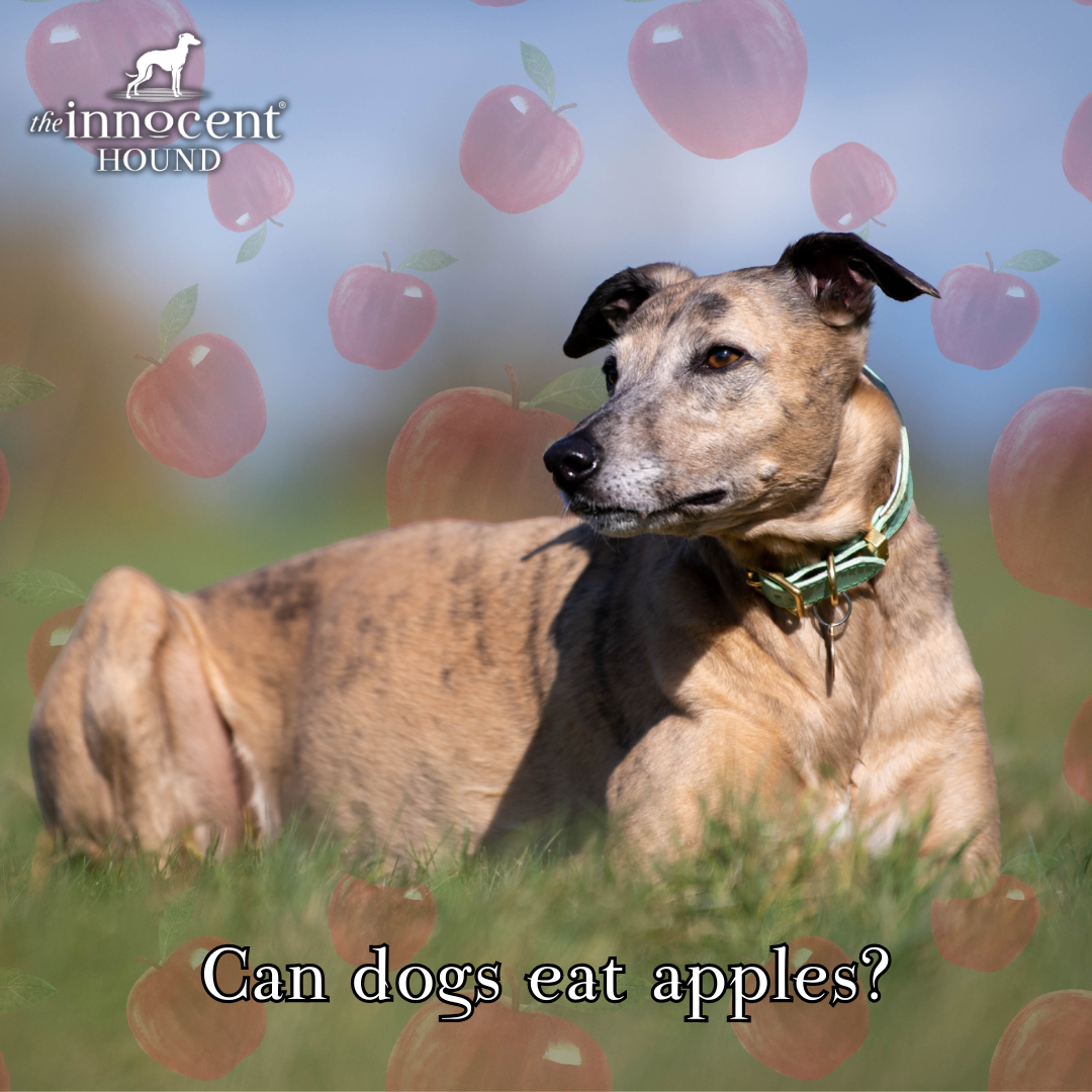 Can Dogs Eat Apples? – The Innocent Hound