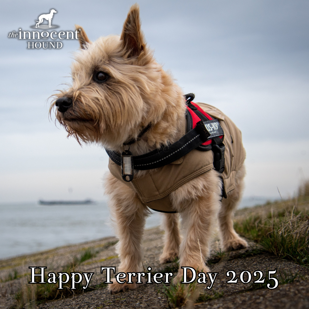 Happy Terrier Day 2025! – The Innocent Hound