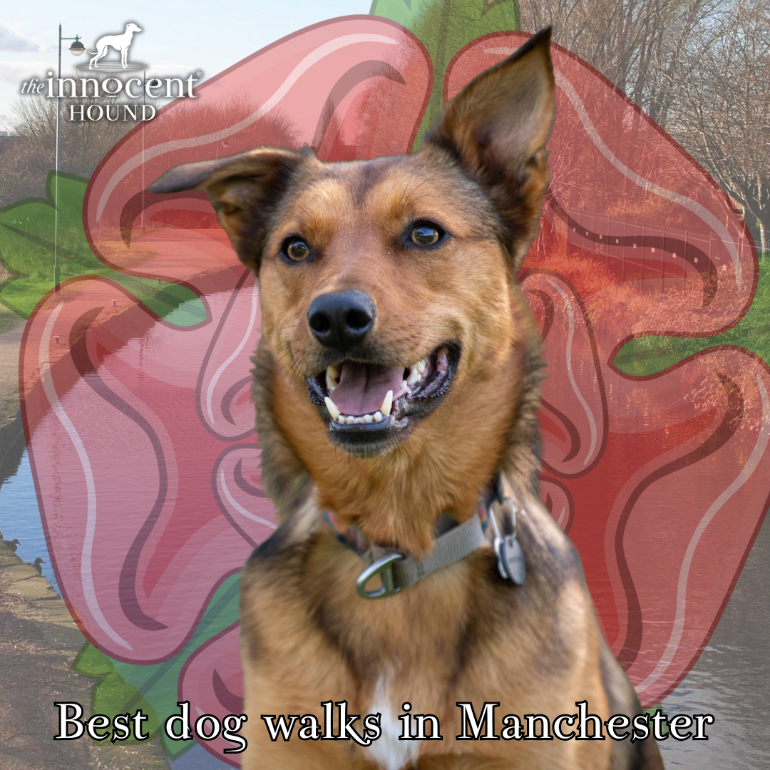 Best dog walks in Manchester – The Innocent Hound