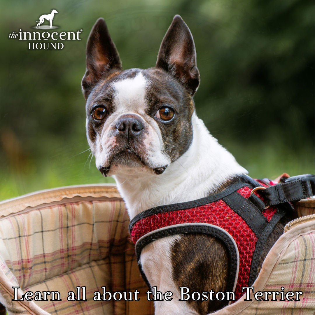 Learn More About the Boston Terrier Breed – The Innocent Hound