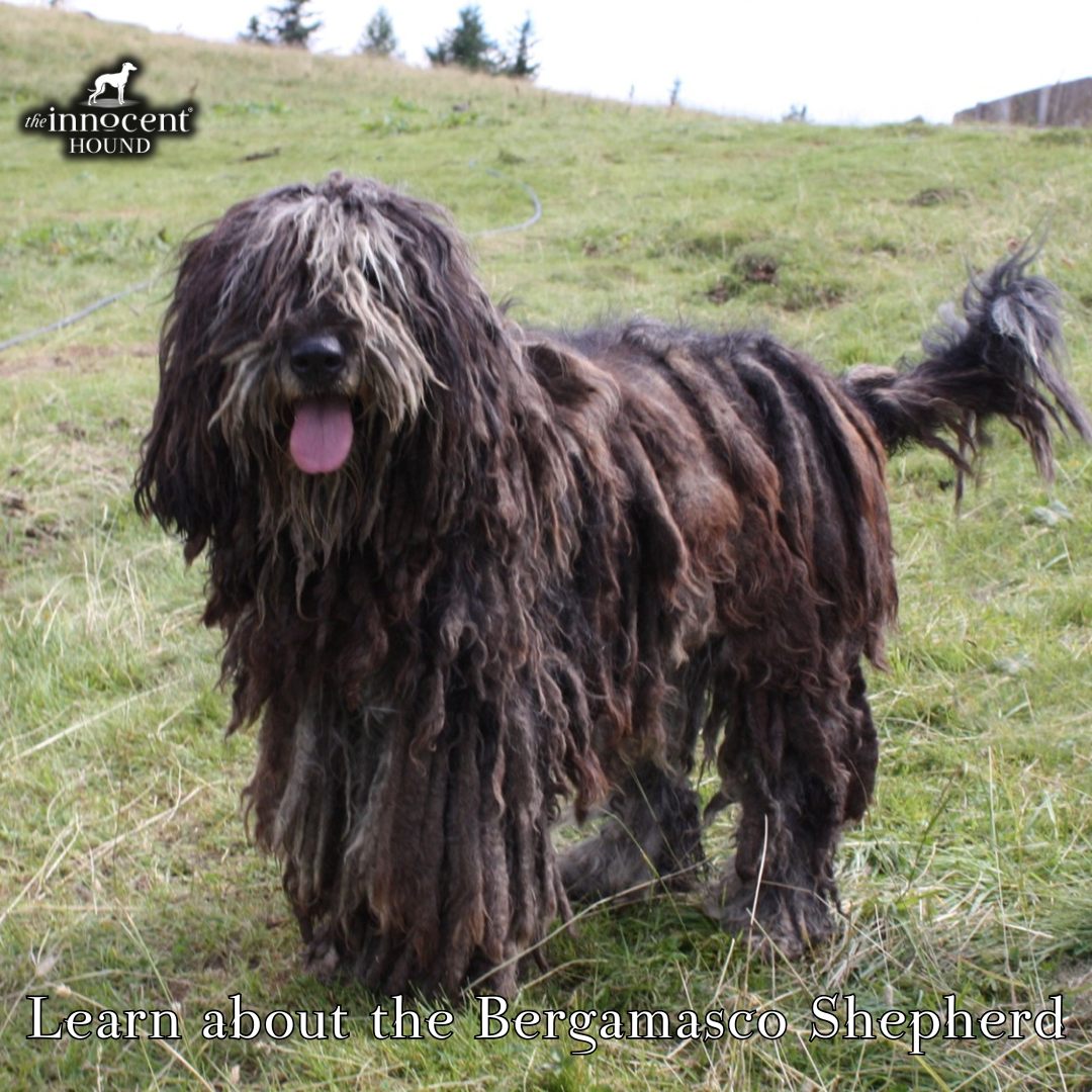 Learn more about the Bergamasco Shepherd – The Innocent Hound