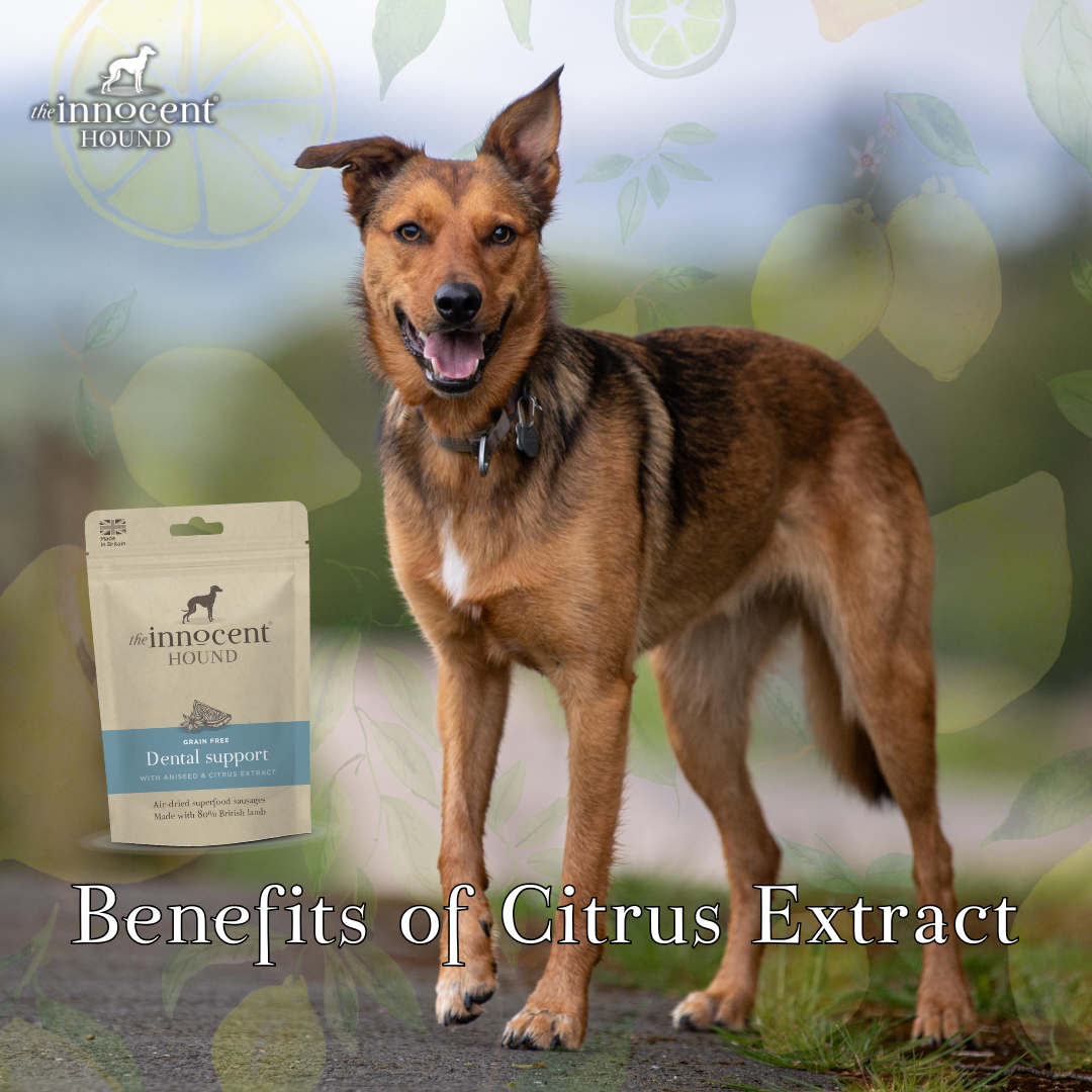 Unlocking the Power of Citrus Extract: A Natural Solution for Dog Dent ...