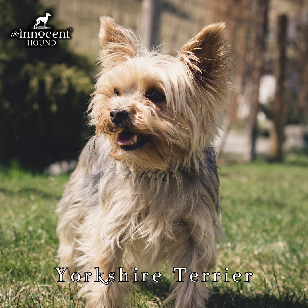 Learn All About the Yorkshire Terrier Breed – The Innocent Hound