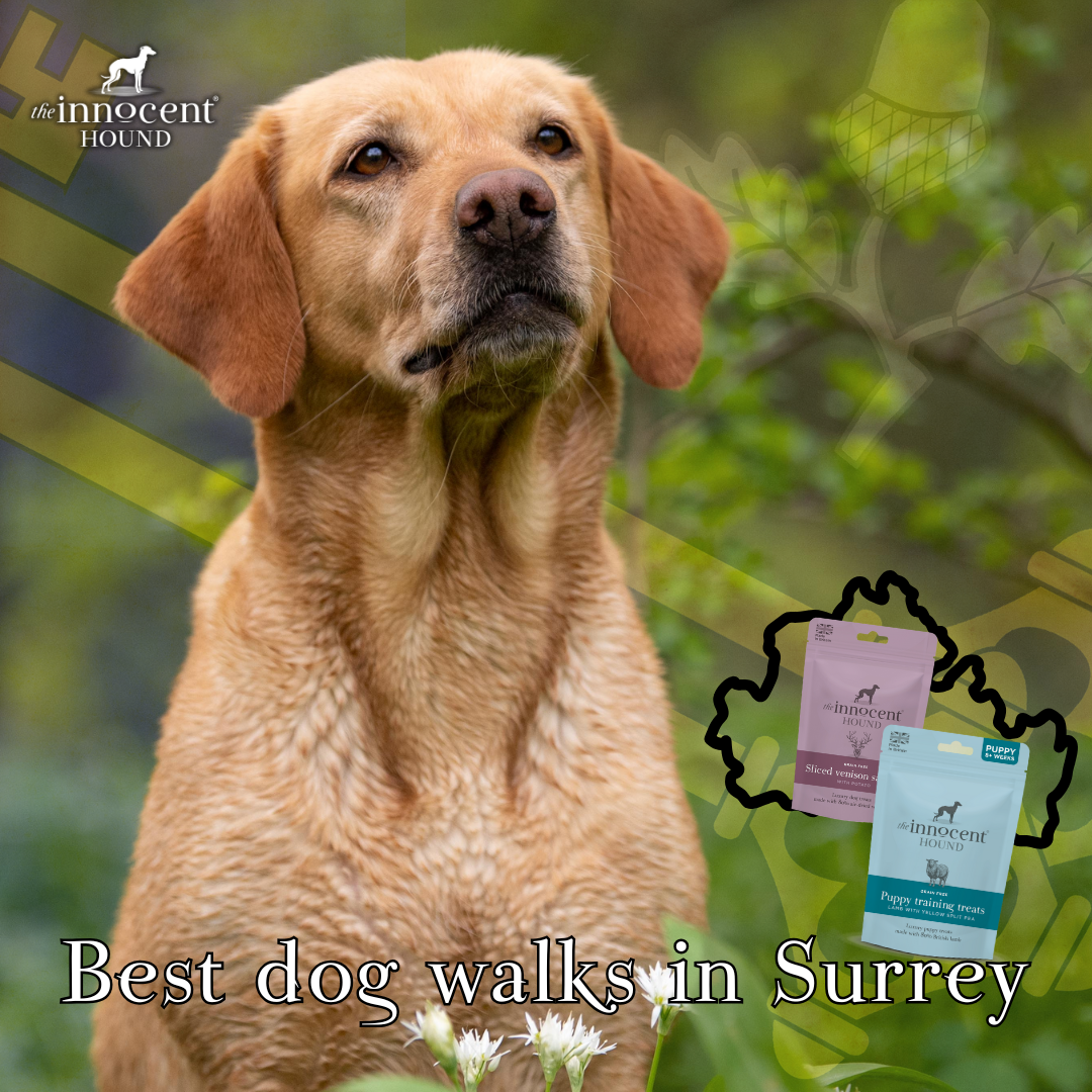 The Best Dog Walking Routes in Surrey – The Innocent Hound