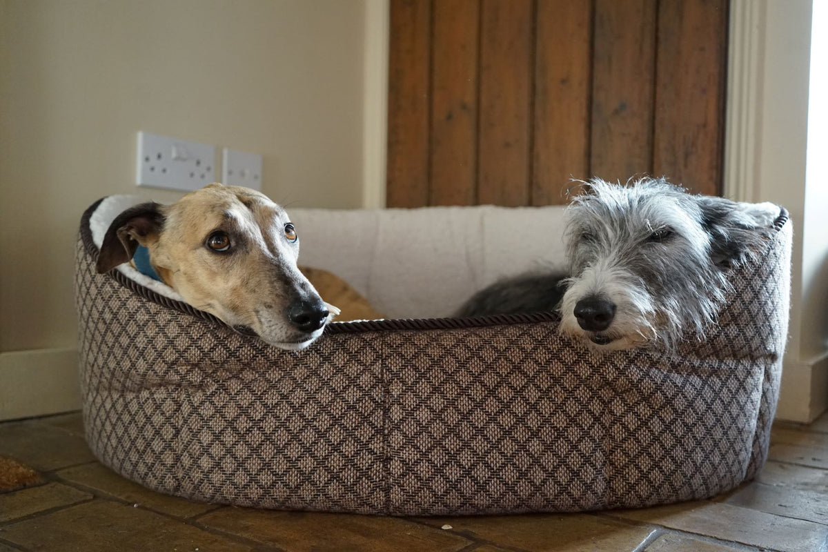 Celebrating the original Innocent Hound's Gotcha Day – The Innocent Hound