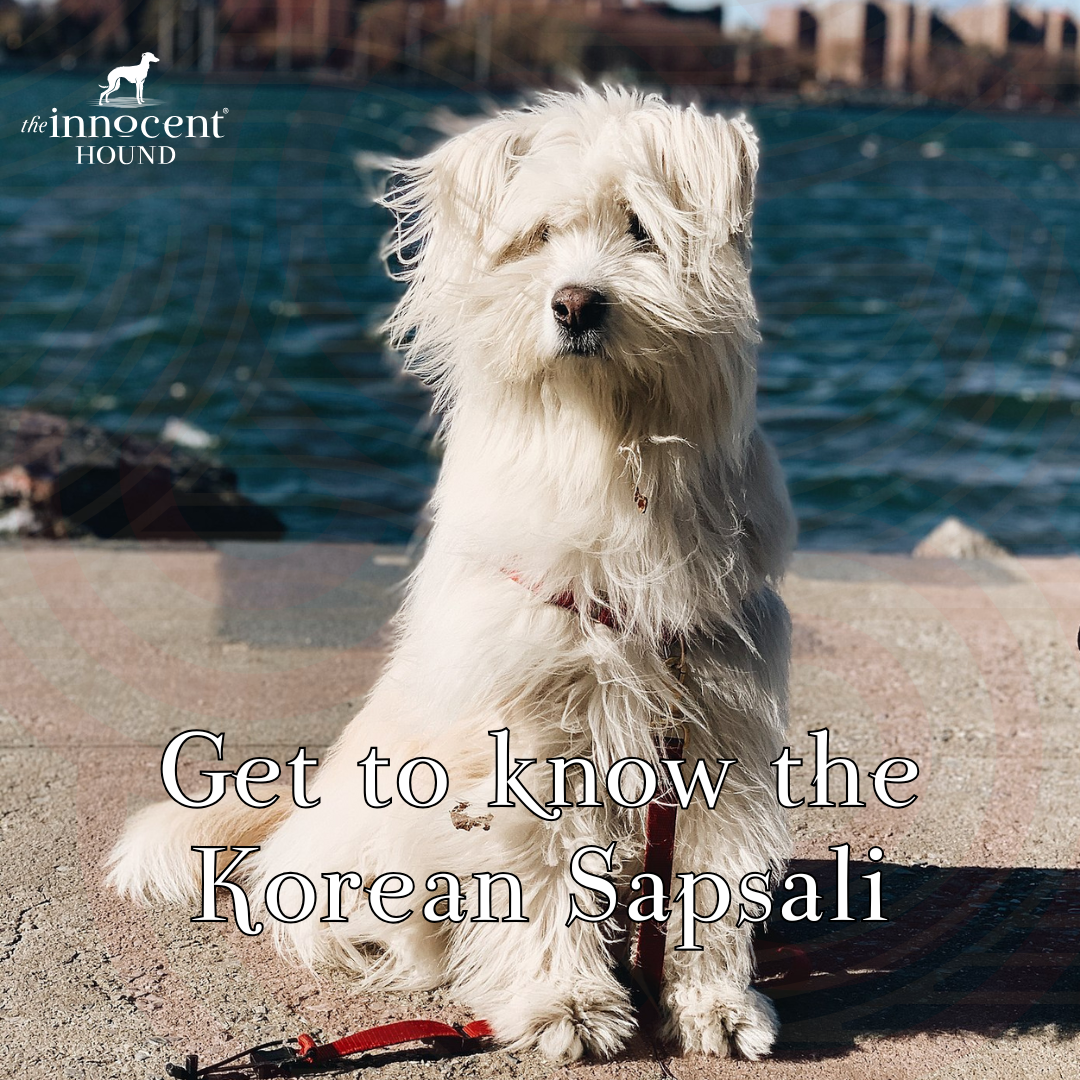 Get to know all about the Sapsali – The Innocent Hound