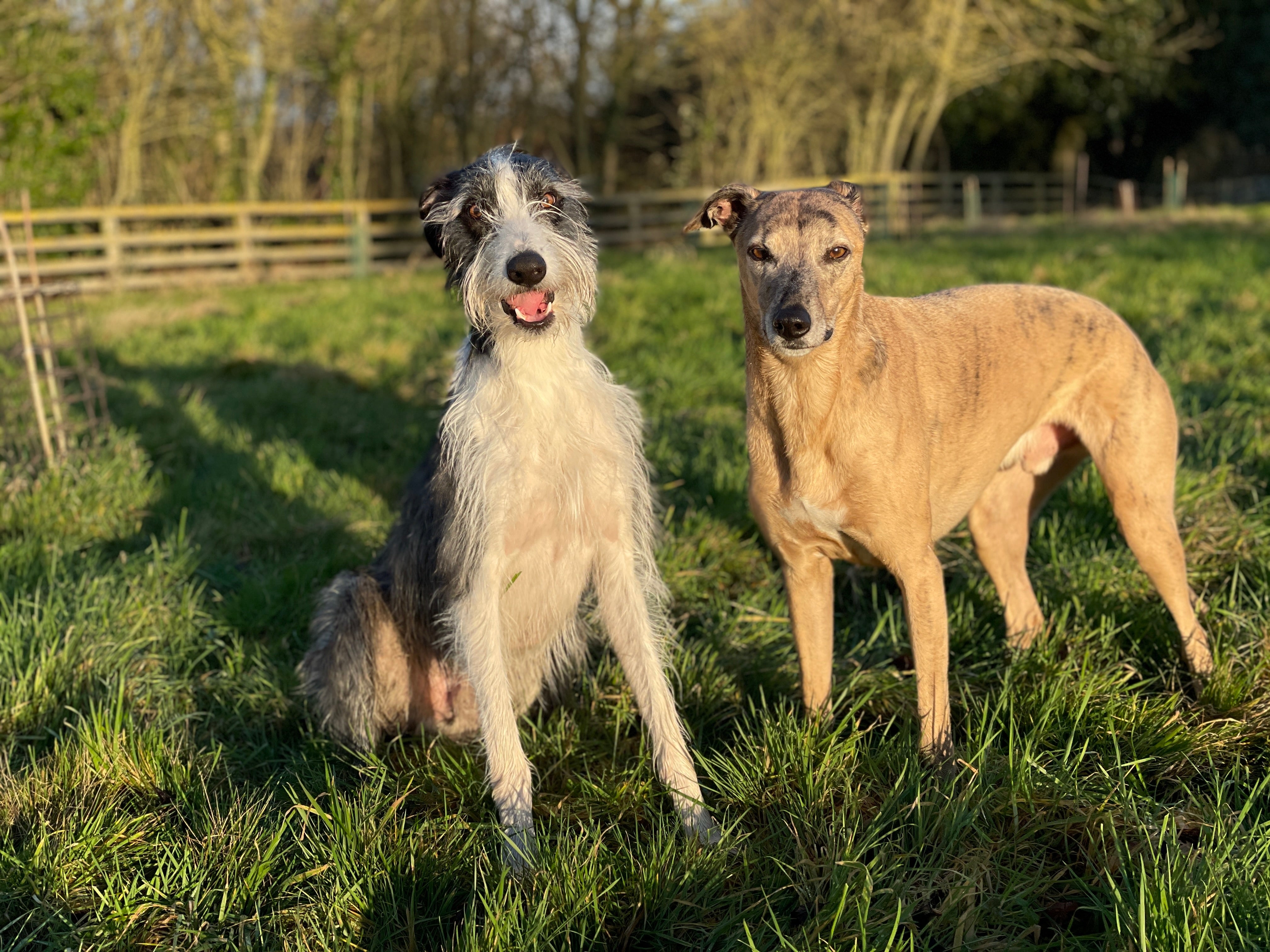 Life is Better with a Dog – The Innocent Hound
