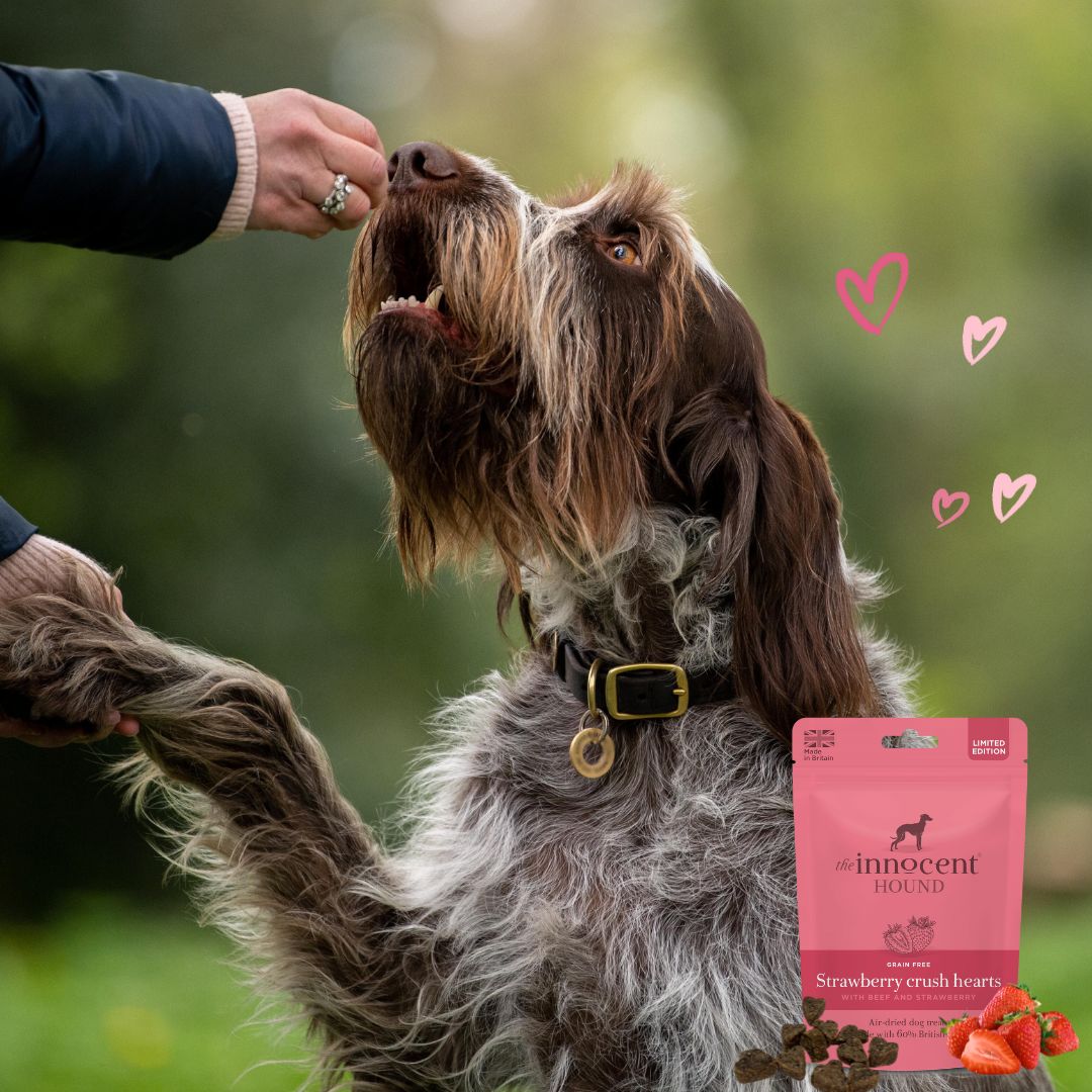 The Benefits of Strawberries in Dog Treats: A Berry Good Choice! – The ...