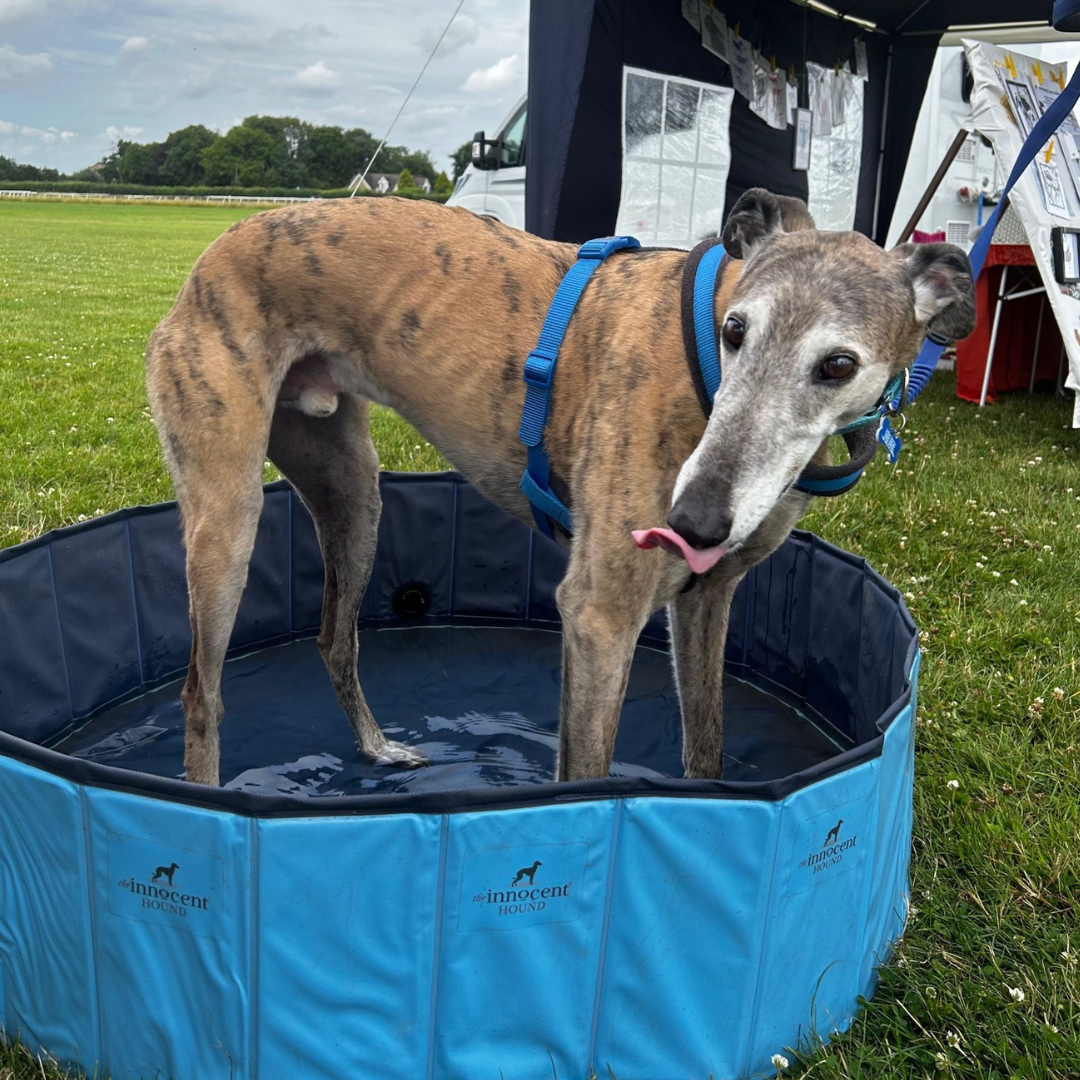 The Innocent Hound at the Northern Greyhound Gathering 2023