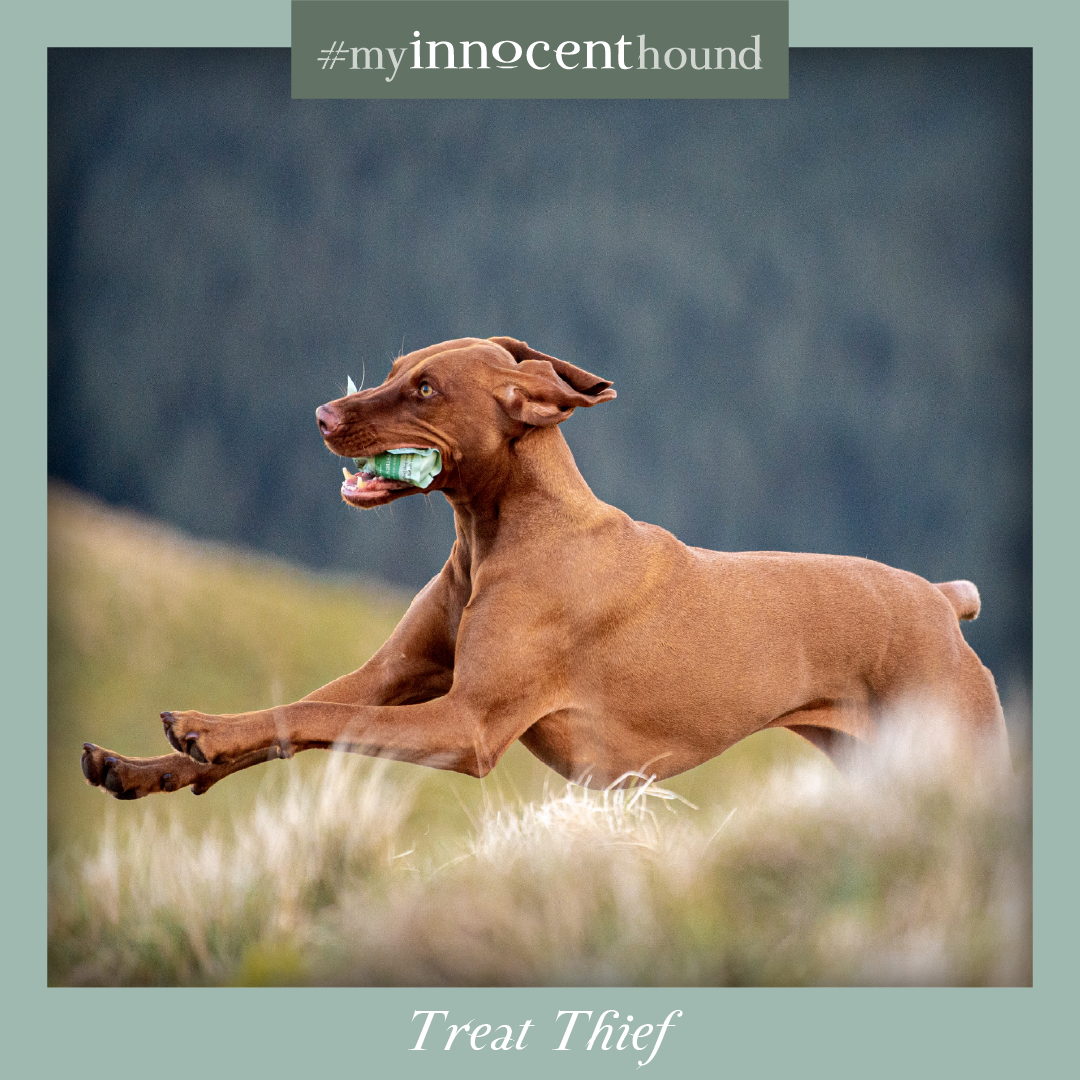 Win £50 in our monthly #myinnocenthound competition – The Innocent Hound