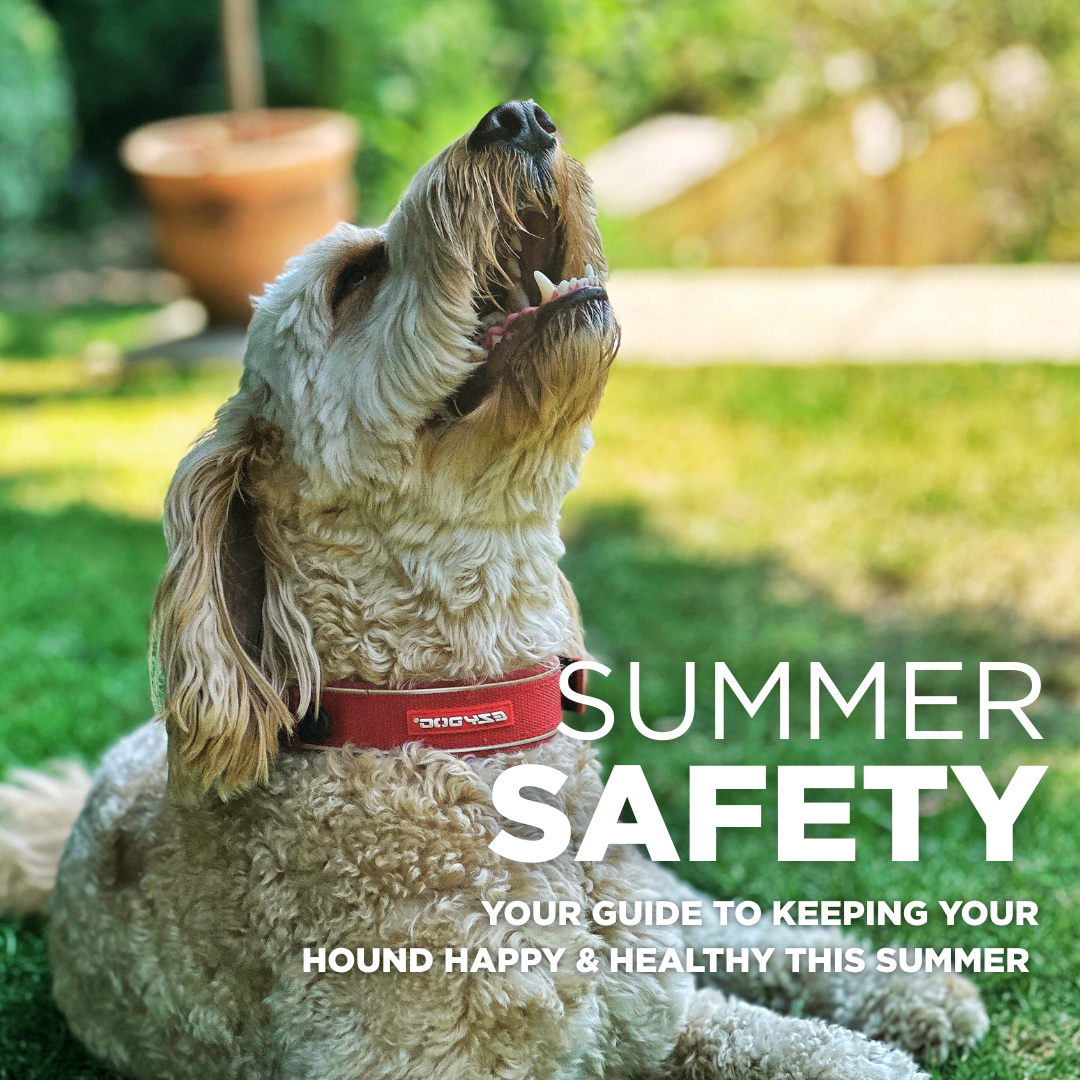 Essential Guide to Summer Safety for Dogs – The Innocent Hound