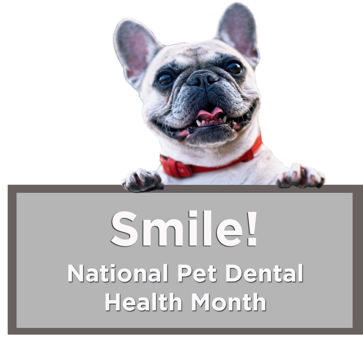 Smile! National Pet Dental Health Month – The Innocent Hound